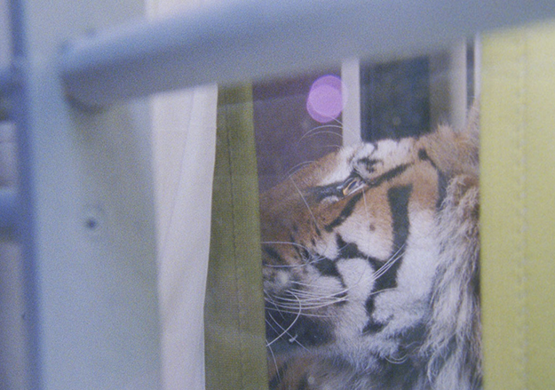 Festivals: Projections at NYFF